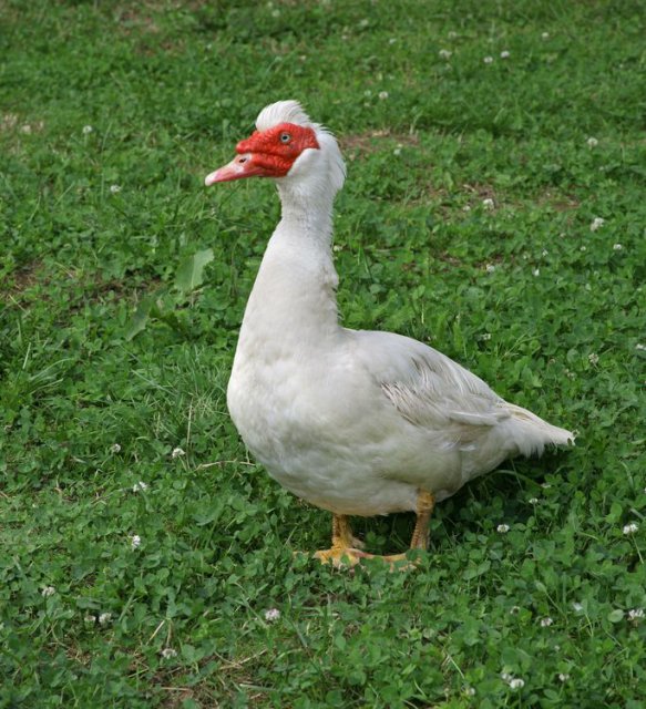 Enten und Gänse - Enten und Gänse